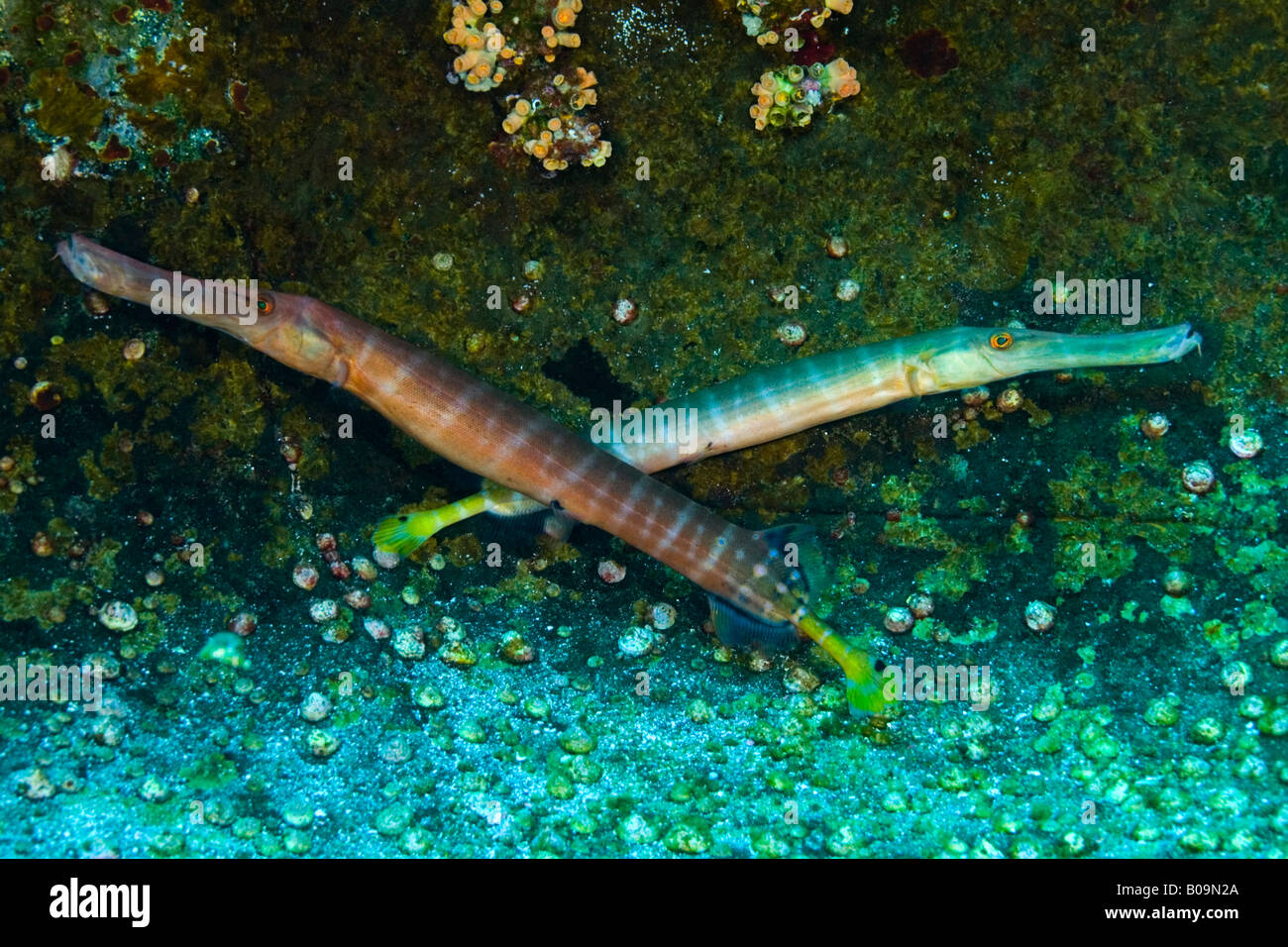 fish in Revillagigedo islands Socorro islands, underwater, trumpet fish ...