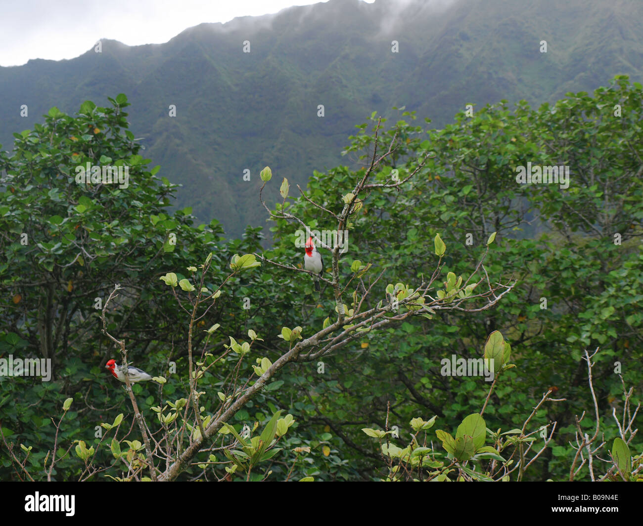 Two Birds On Tree High Resolution Stock Photography and Images - Alamy