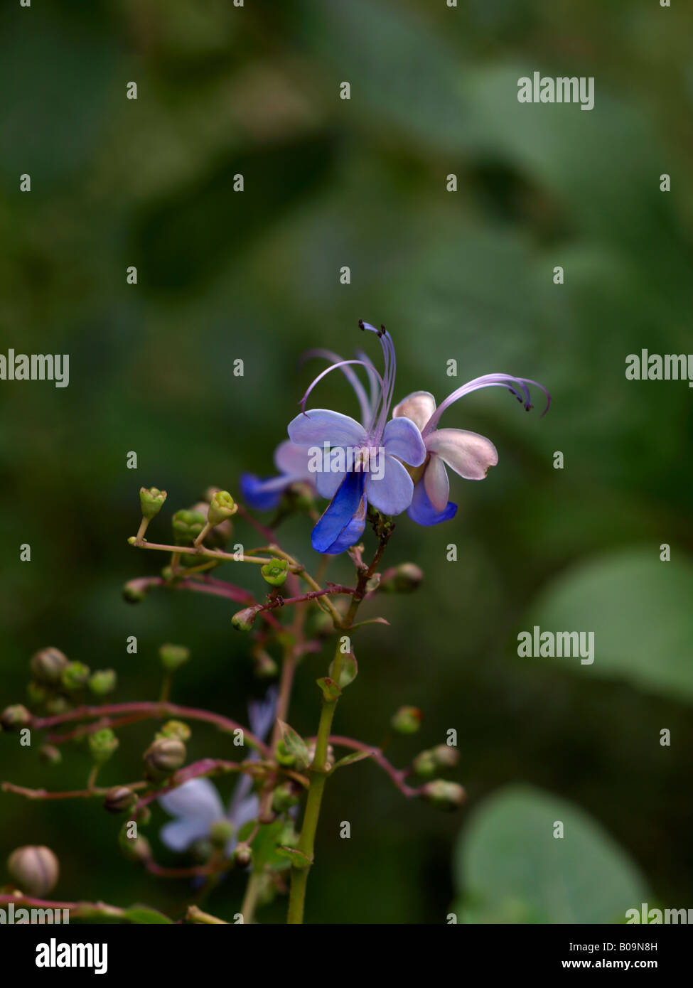Like flowers hi-res stock photography and images - Alamy