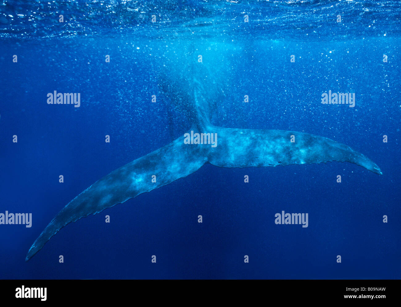 Humpback Whale, flukes, Tail ,Underwater, Tonga Stock Photo - Alamy