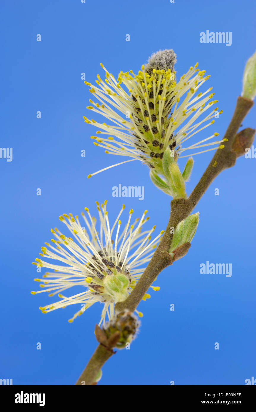 Goat Willow catkins, salix caprea Stock Photo - Alamy