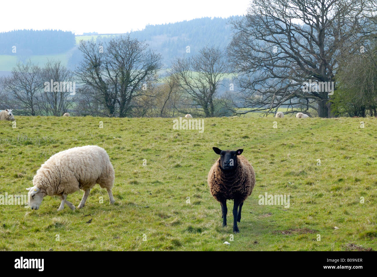 Defiant sheep at the Warren, Hay on Wye Stock Photo - Alamy