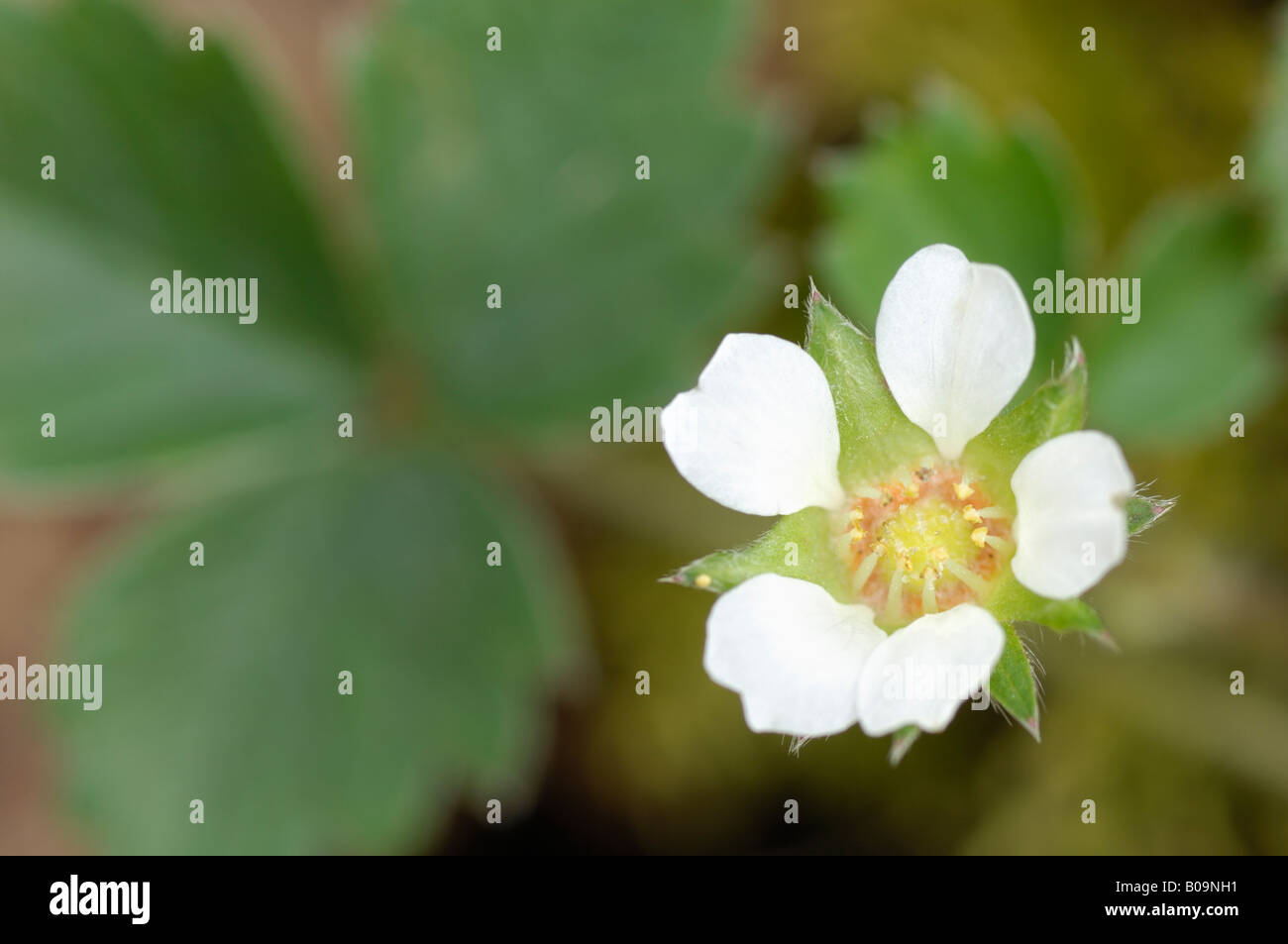 Barren Strawberry flower, potentilla sterillis Stock Photo - Alamy