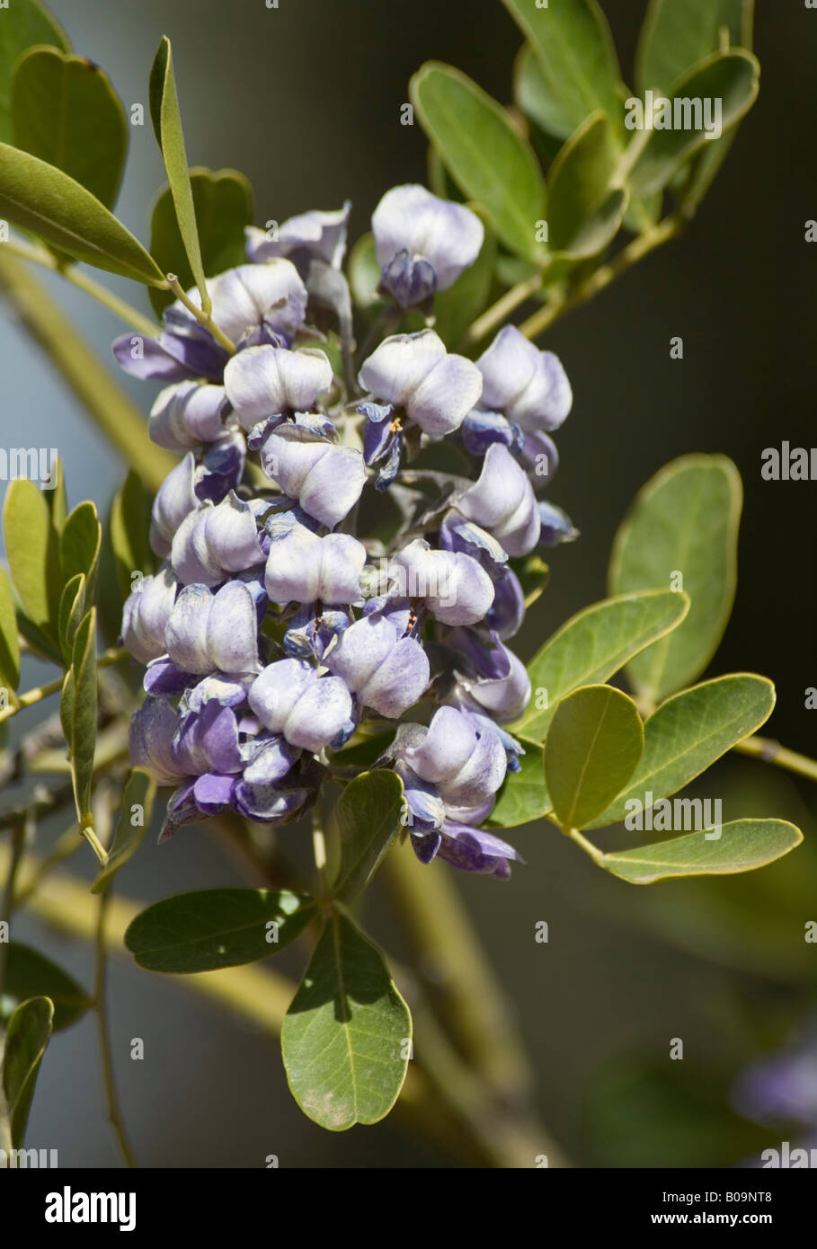 Mescal plant hi-res stock photography and images - Alamy