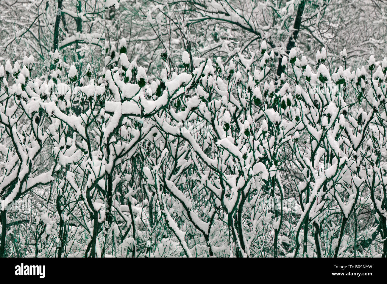 American sumac hi-res stock photography and images - Alamy