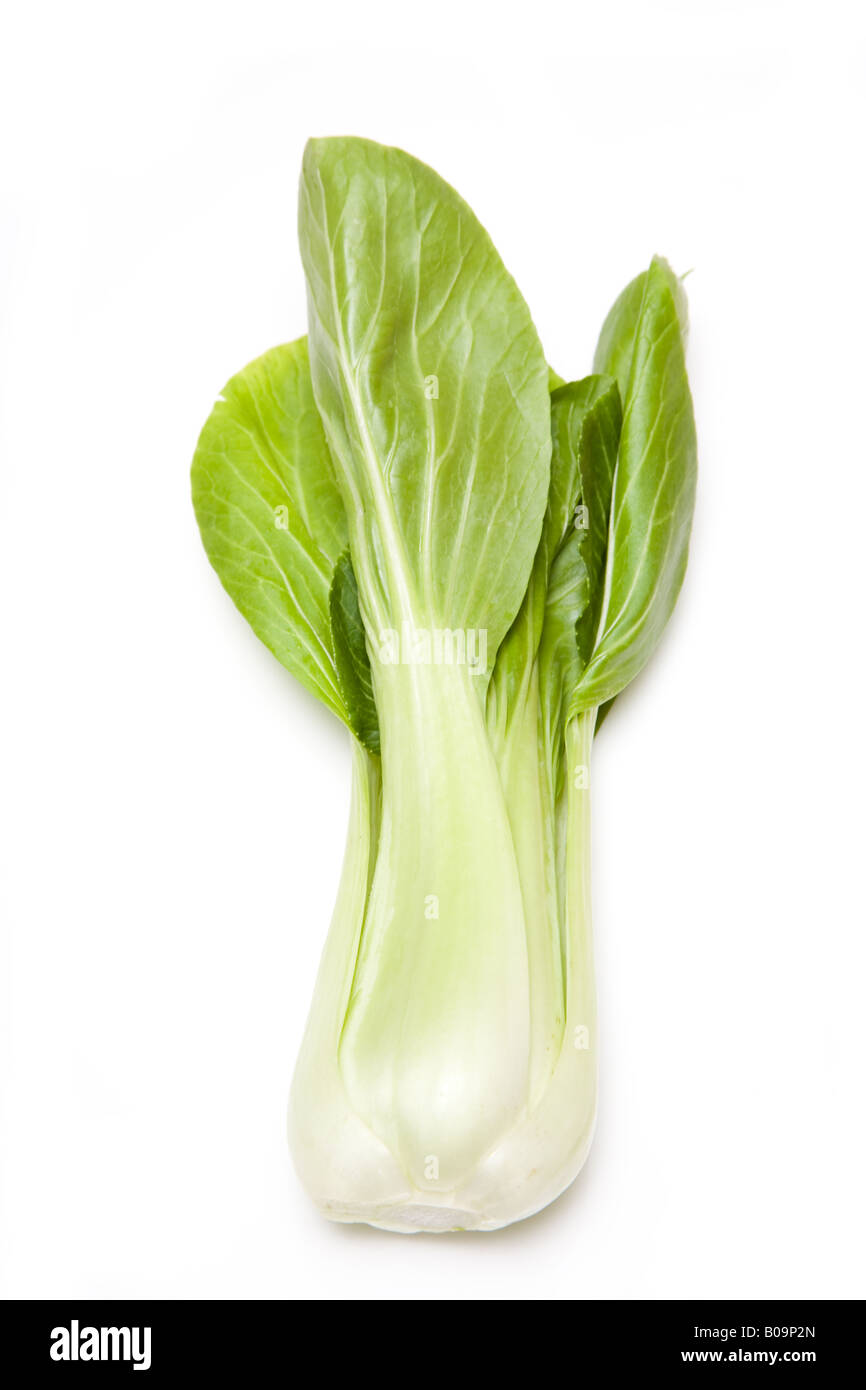 Bok Choi or Pak choi, Chinese cabbage isolated on a white studio ...