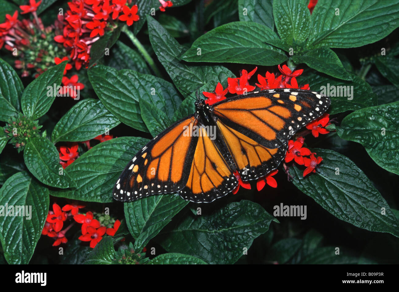 Poisonous Butterflies