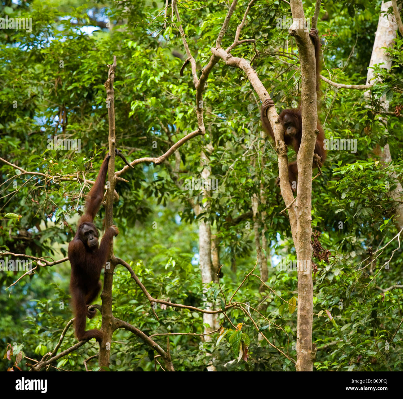 Sabah Malaysia Borneo Sepilok Orang Utan in the Sepilok Orangutan ...