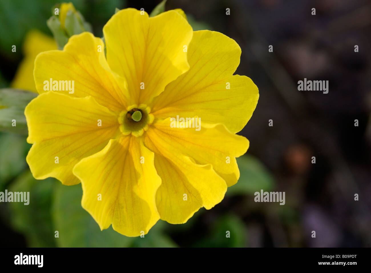 Yellow primrose flower primula polyanthus close up England UK Stock ...