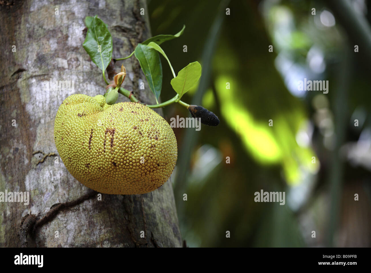 African jackfruit tree hi-res stock photography and images - Alamy