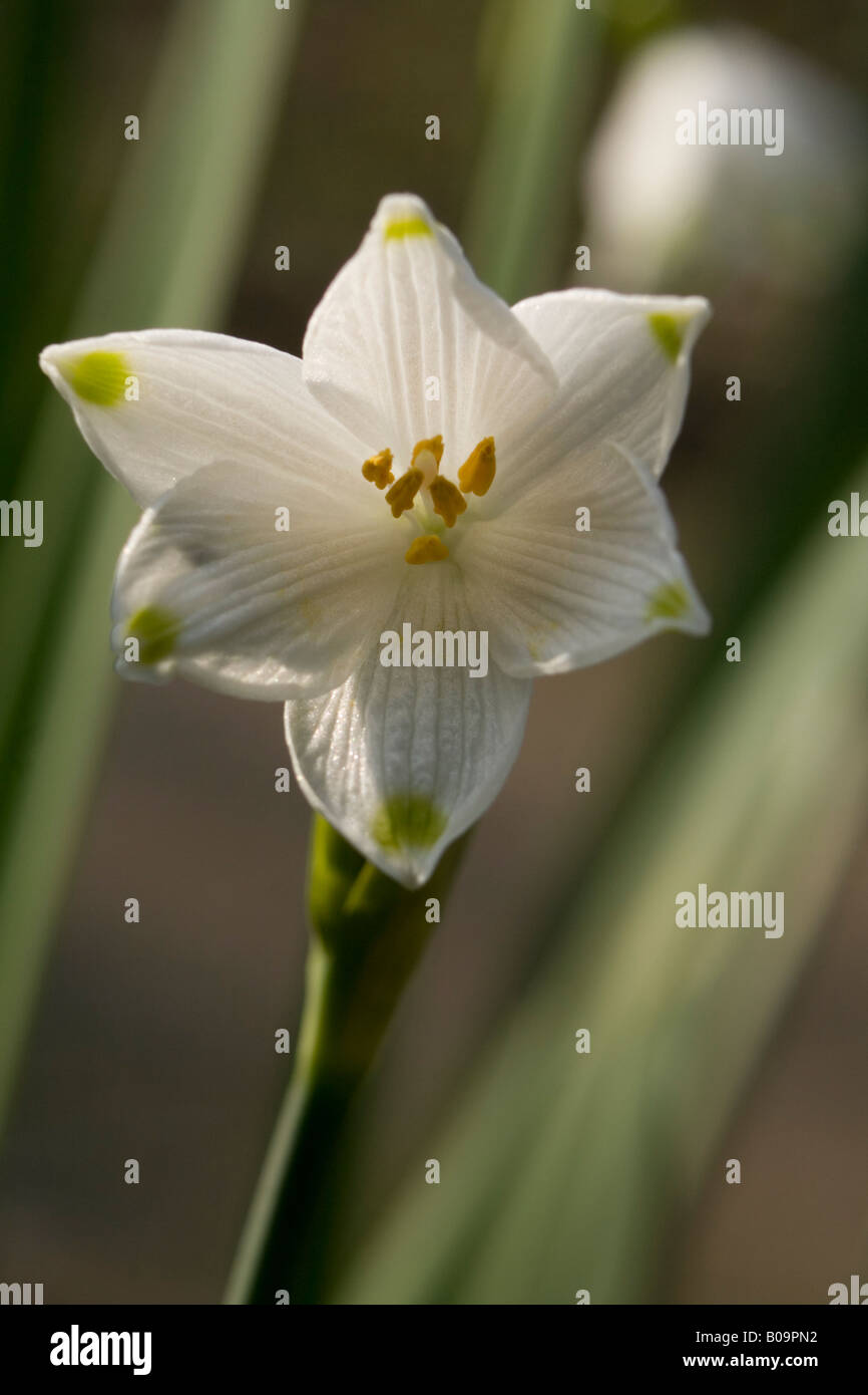amaryllidaceae leucojum aestivu Stock Photo - Alamy