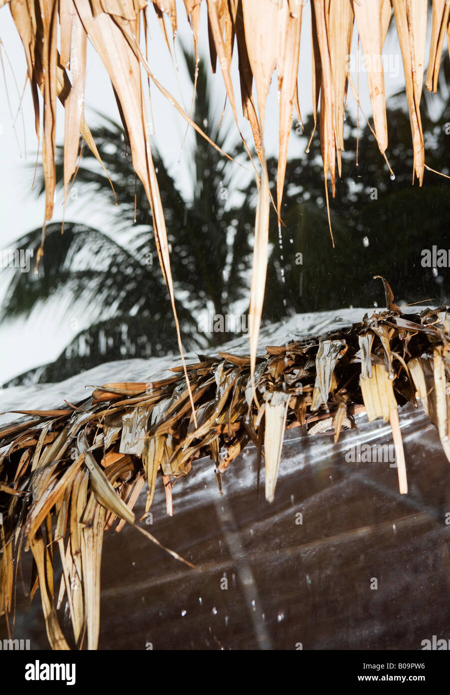 Raindrops falling from a palm roof with palm trees on the beach Stock ...