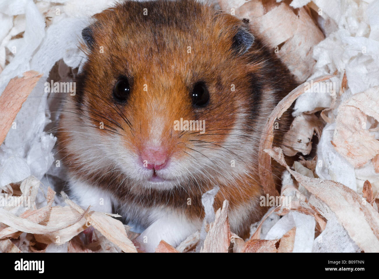 Pet Syrian Hamster Stock Photo - Alamy