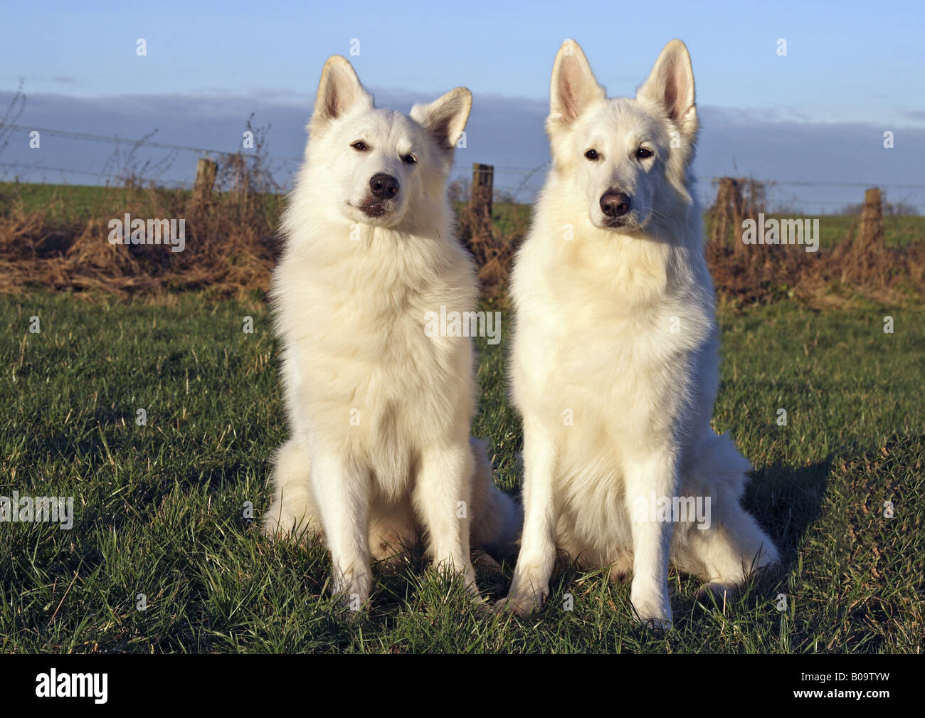 Berger Blanc Suisse (Canis lupus f. familiaris), two dogs sitting side ...