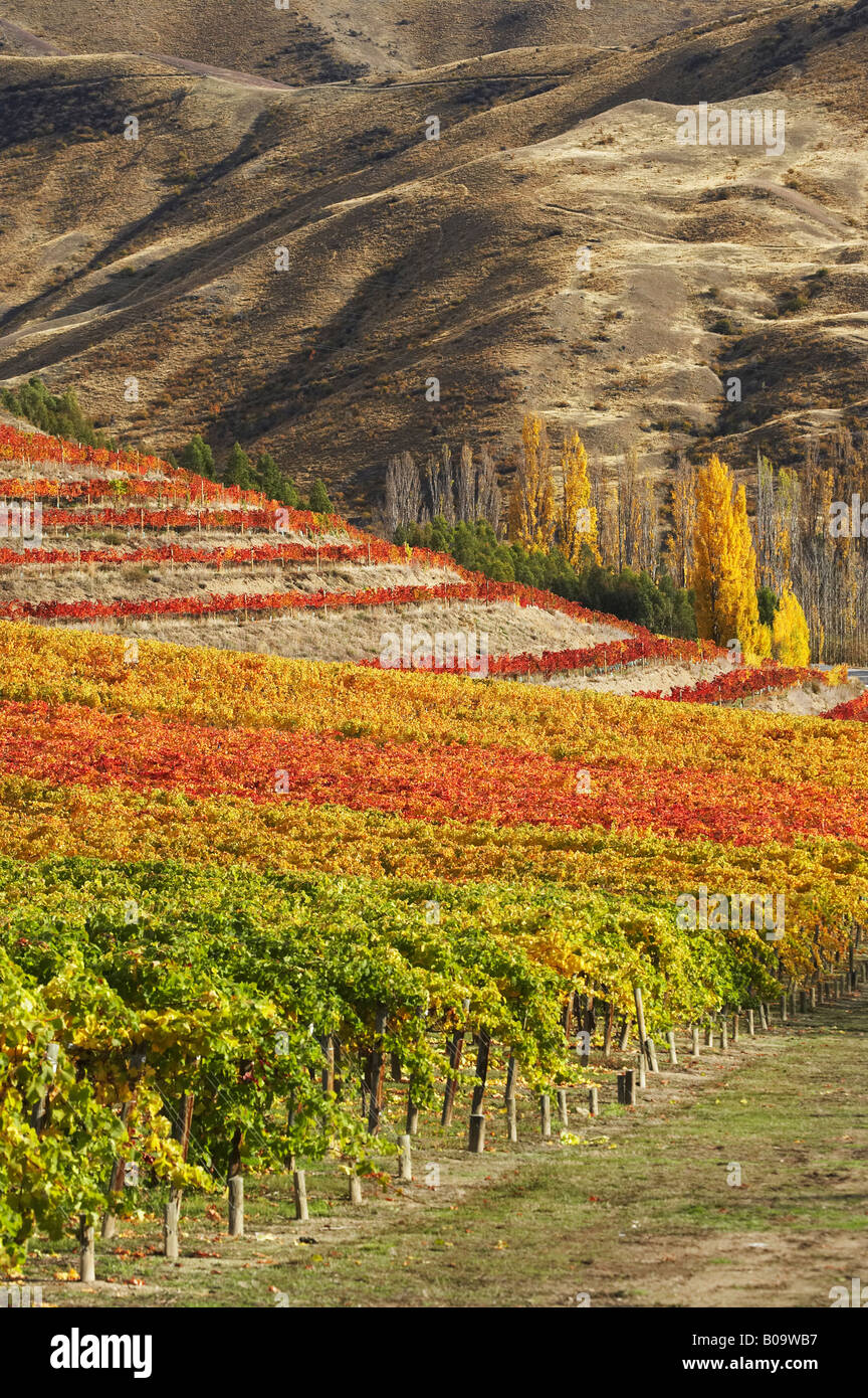 Mt difficulty wines new zealand hi-res stock photography and images - Alamy