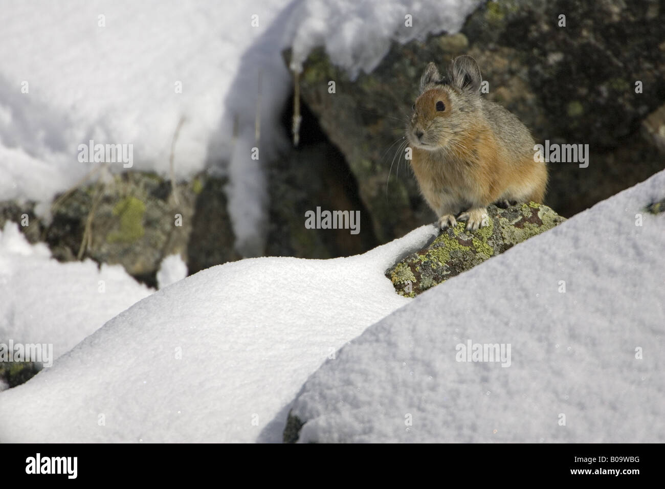 alpine pika (Ochotona alpina), between rocks, Tien-Schan, Kazakhstan ...