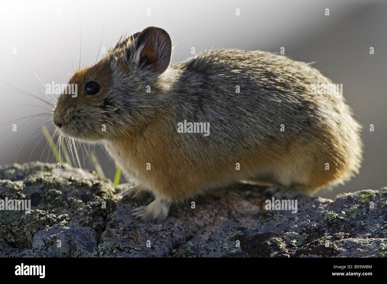 alpine pika (Ochotona alpina), on rocks; Tien-Schan, Kazakhstan Stock ...