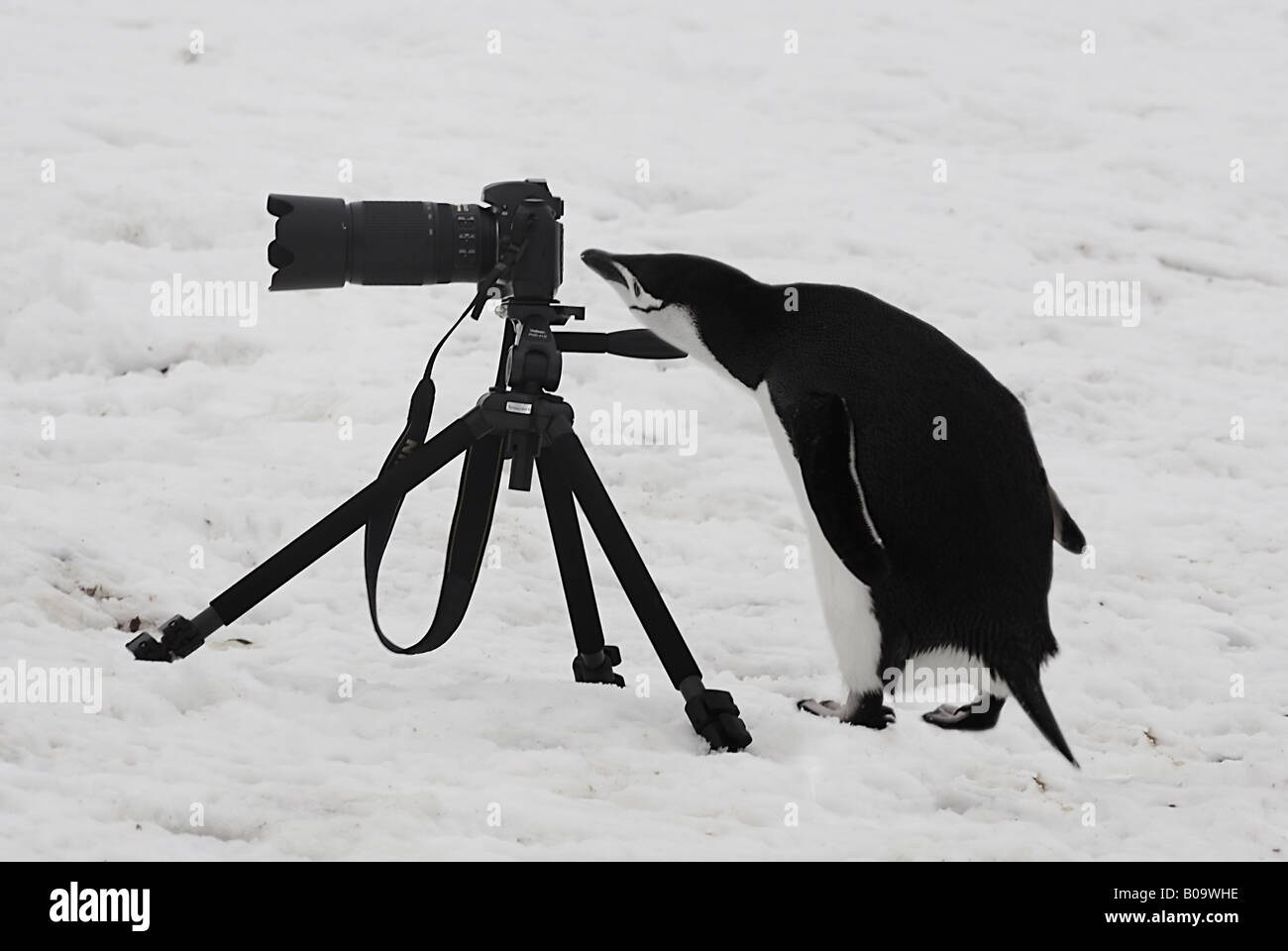 bearded penguin, chinstrap penguin (Pygoscelis antarctica), examing the ...