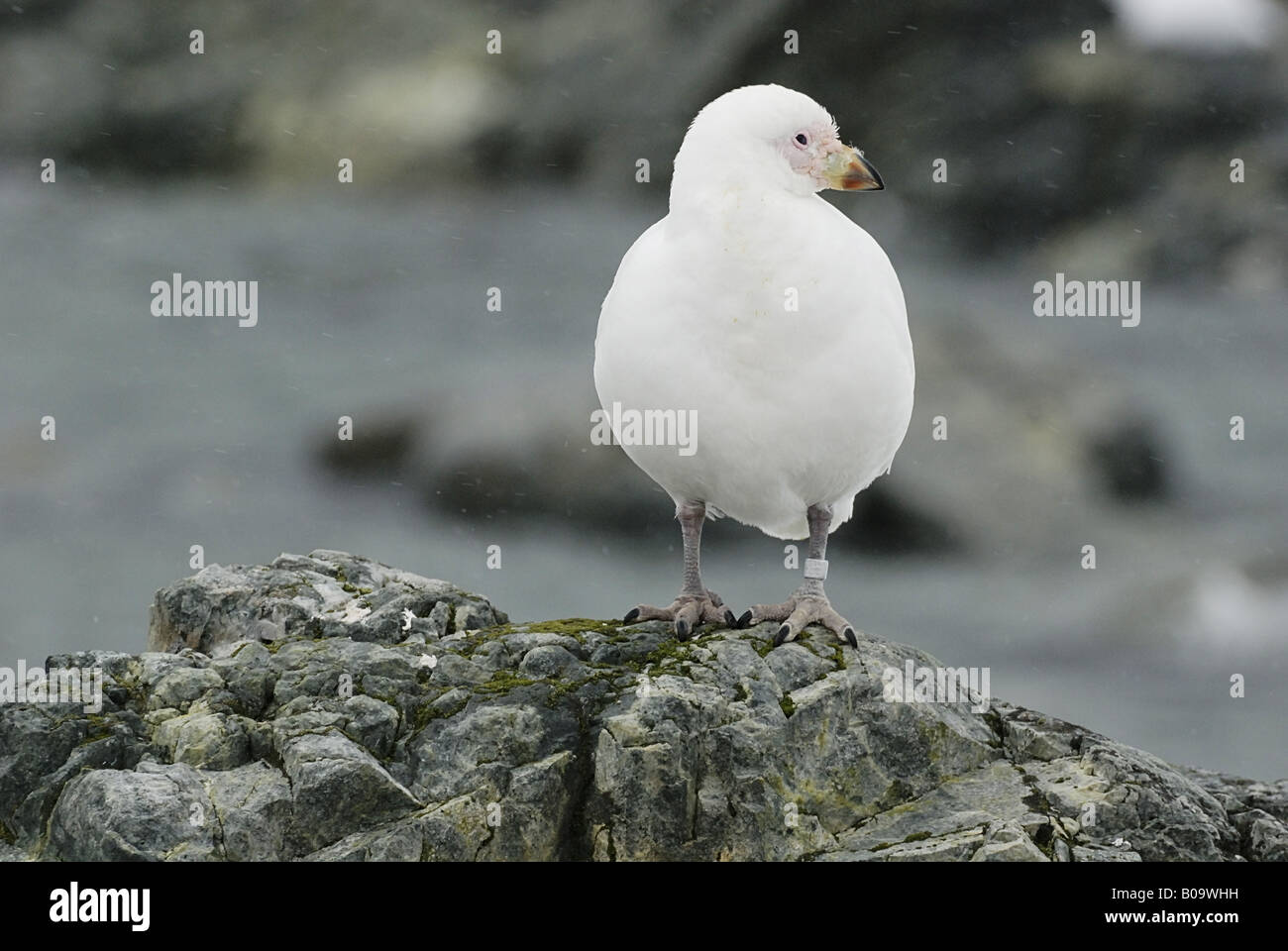 Snowy Sheathbill, Pale-faced sheathbill, Paddy (Chionis alba), on rock ...