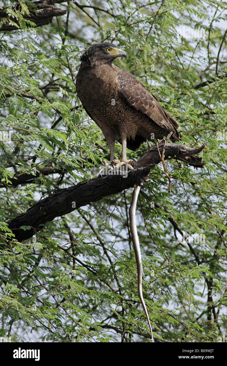 Crested serpent eagle with snake prey hi-res stock photography and ...