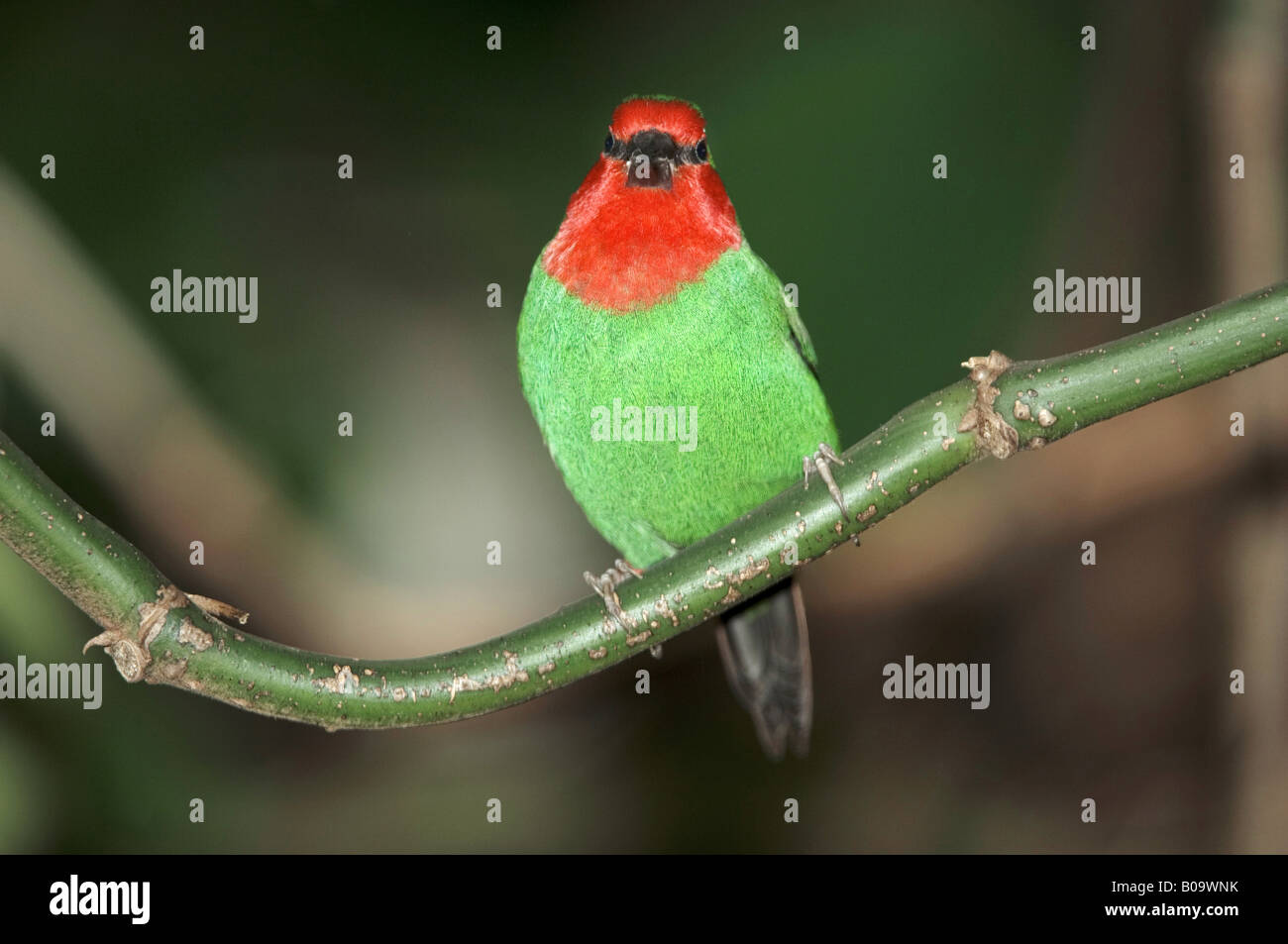Red Throated Parrot Finch High Resolution Stock Photography and Images ...