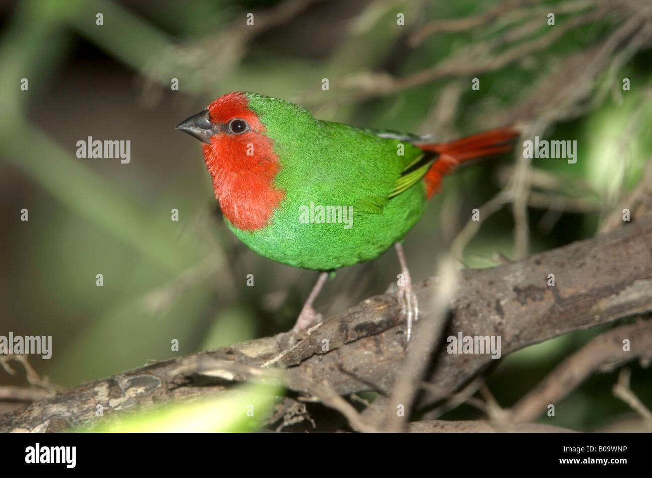 Red Throated Parrot Finch High Resolution Stock Photography and Images ...