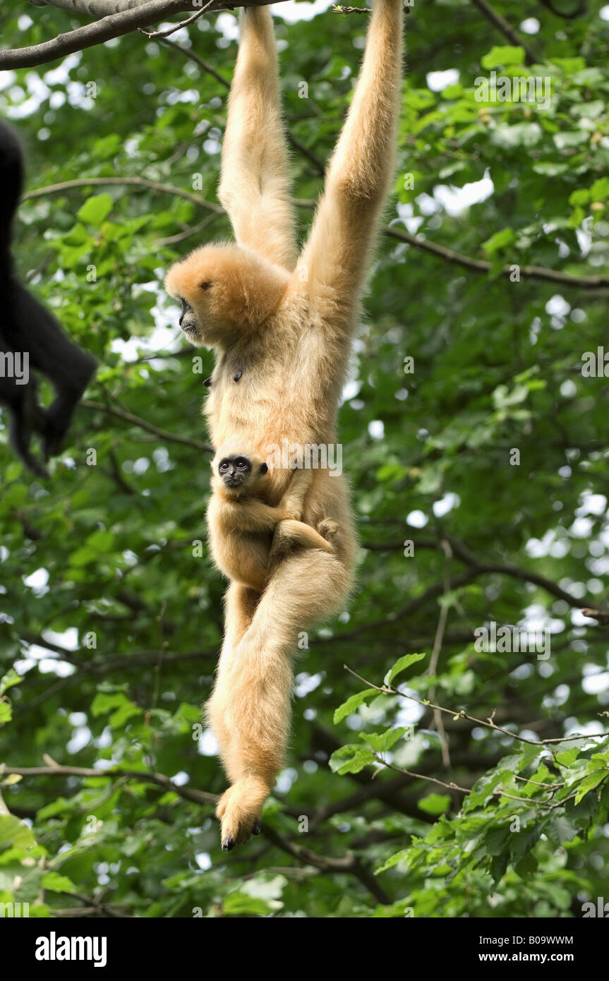 Young Gibbon Trees High Resolution Stock Photography and Images - Alamy