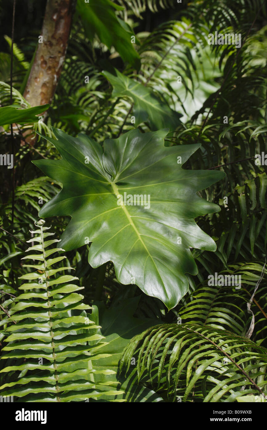 Philodendron (Philodendron spec.), leaves and fronds of ferns, Cuba ...