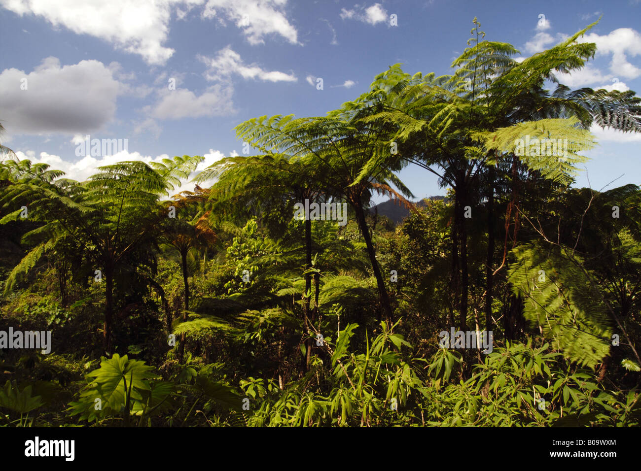 Humboldt nationalpark hi-res stock photography and images - Alamy