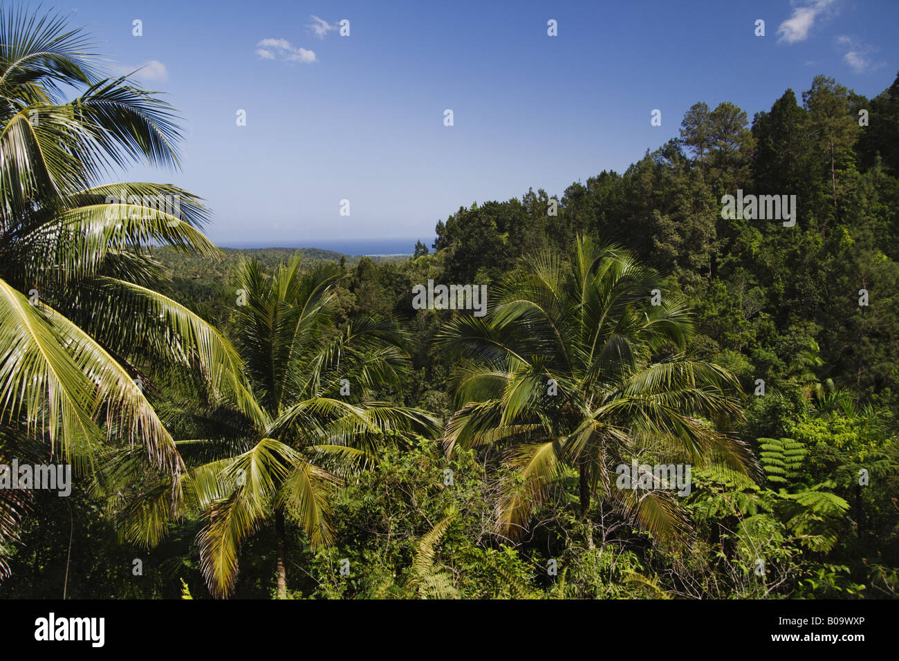 Forest, Humboldt National Park, Cuba, Cuba, Guantanamo, Humboldt ...