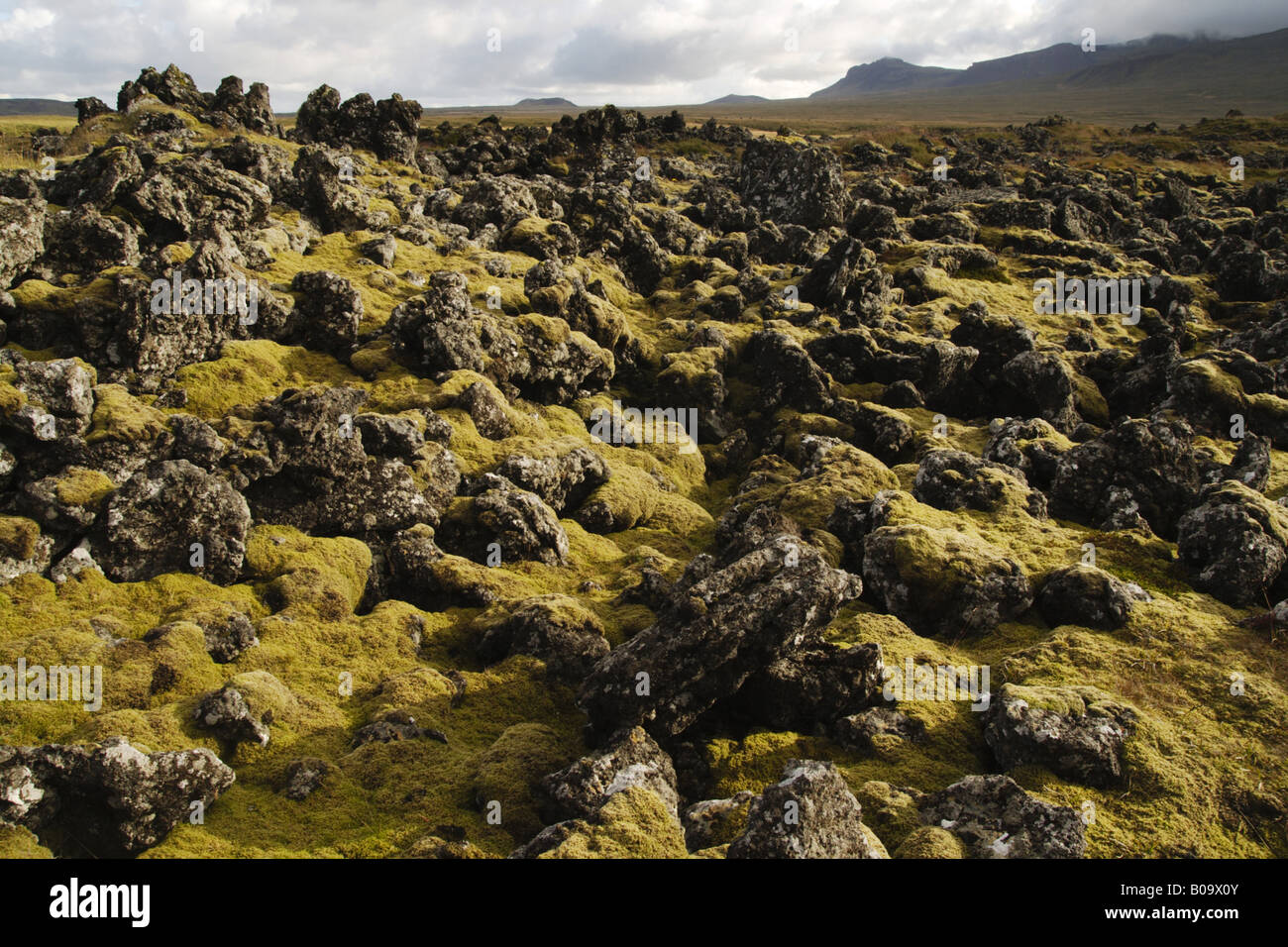 Moss on lava, Iceland, Snfellsnes Nationalpark Stock Photo - Alamy