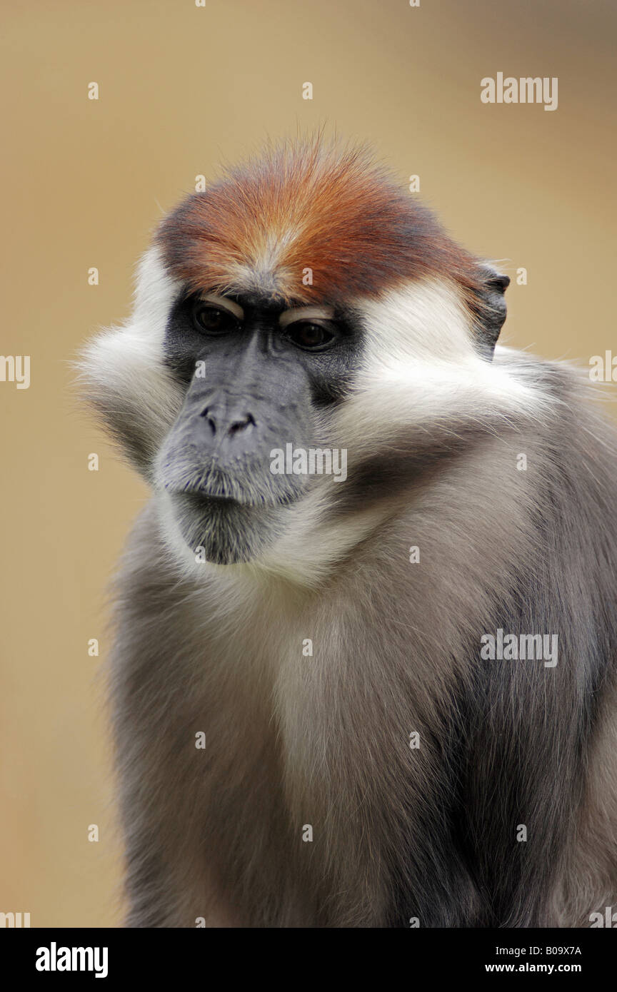 White crowned mangabey hi-res stock photography and images - Alamy