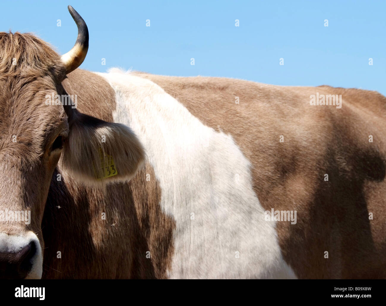 domestic cattle (Bos primigenius f. taurus), cow back Stock Photo - Alamy