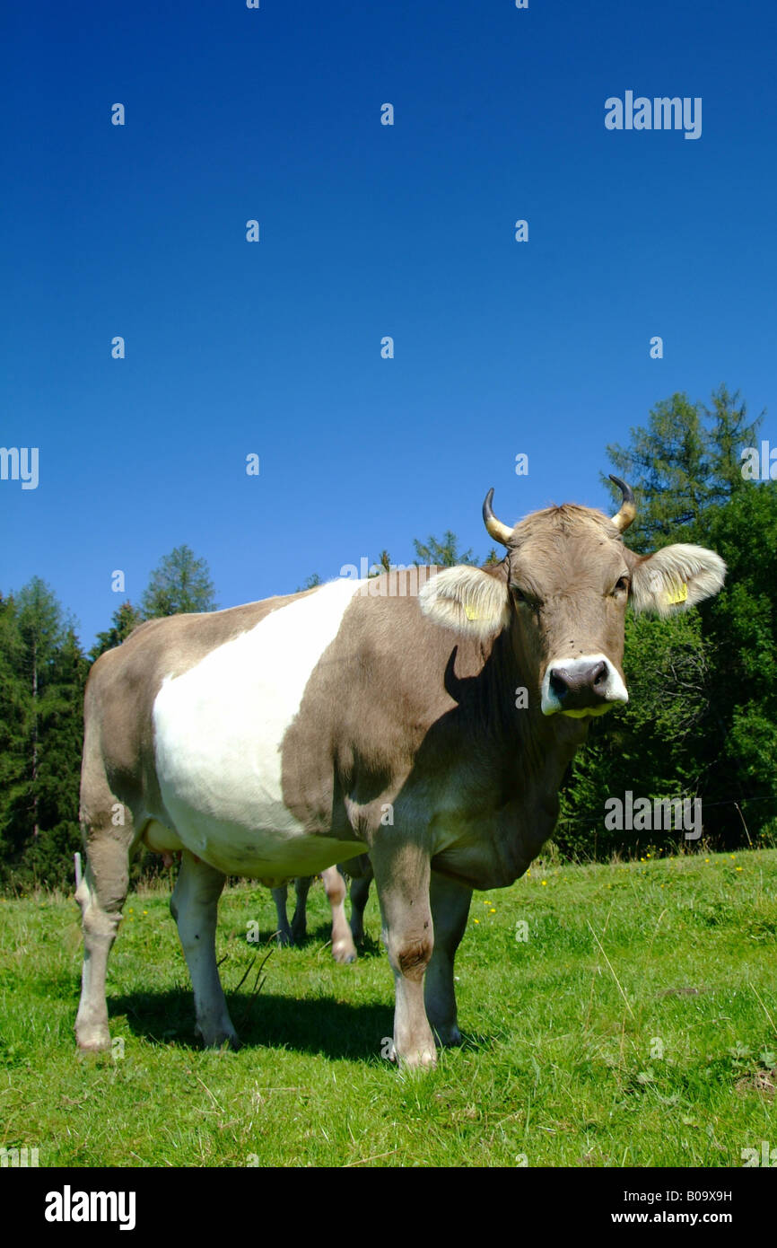 domestic cattle (Bos primigenius f. taurus), cow out at feet Stock ...