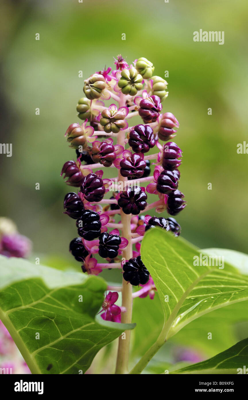 Himalayan pokeberry hi-res stock photography and images - Alamy