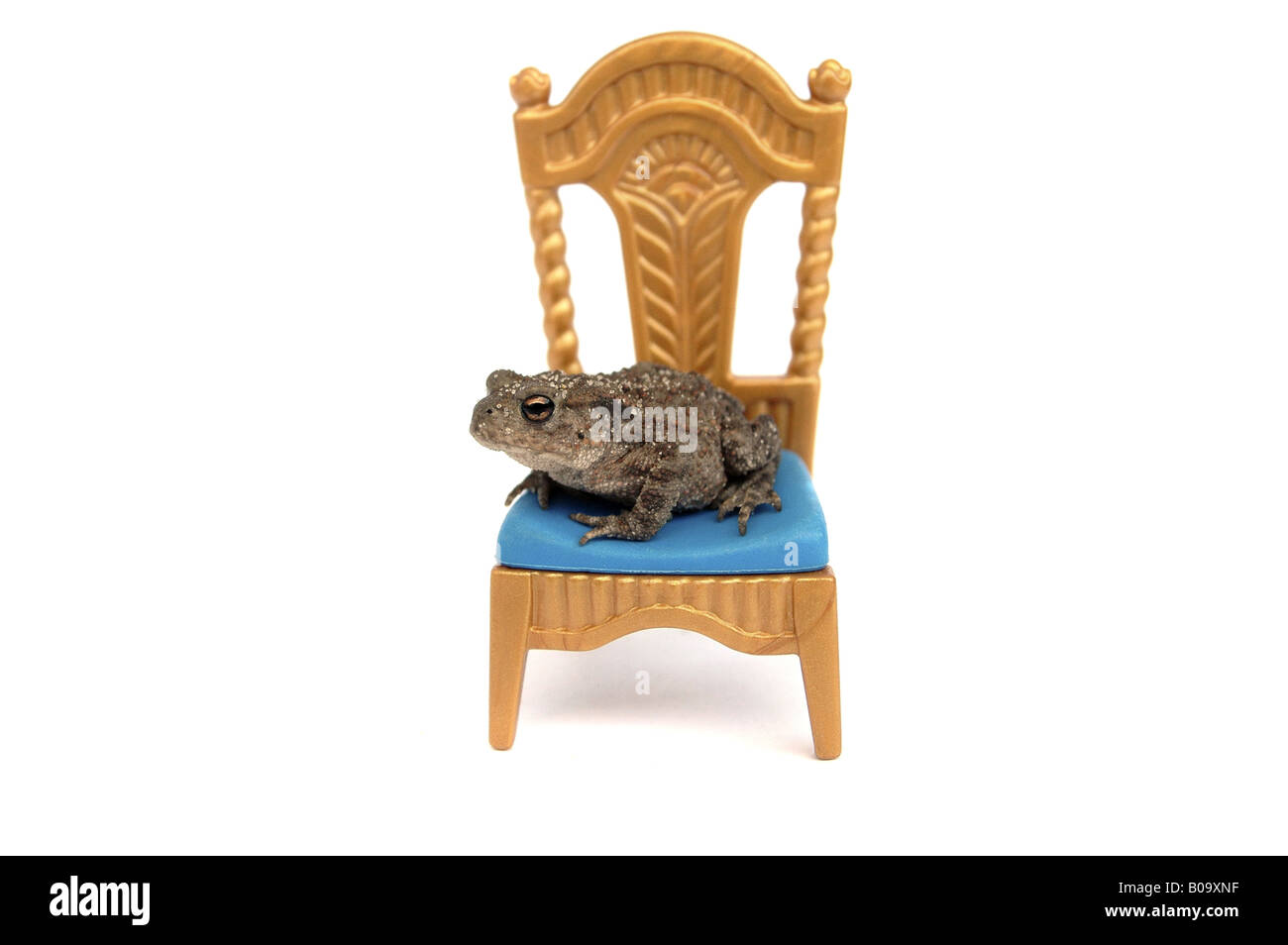 Toy toads hi-res stock photography and images - Alamy