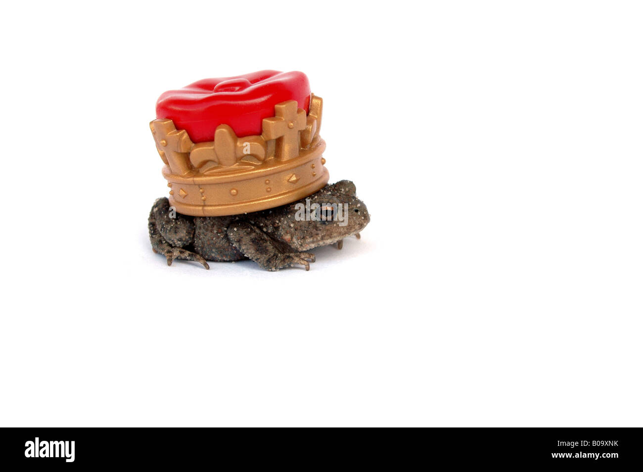 Juvenile common toad Cut Out Stock Images & Pictures - Alamy