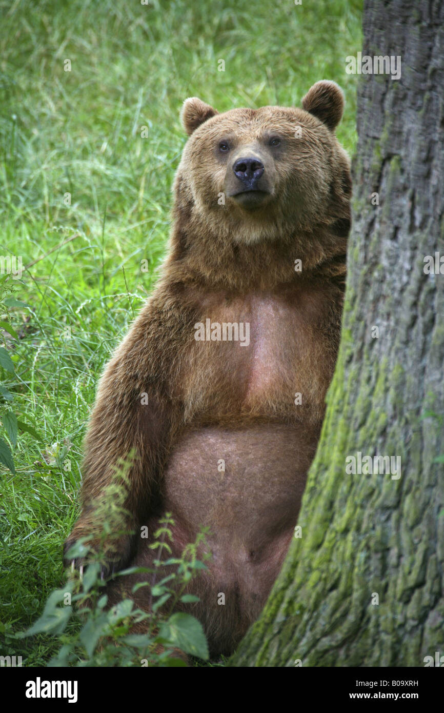 brown bear (Ursus arctos), leaning against a tree Stock Photo - Alamy