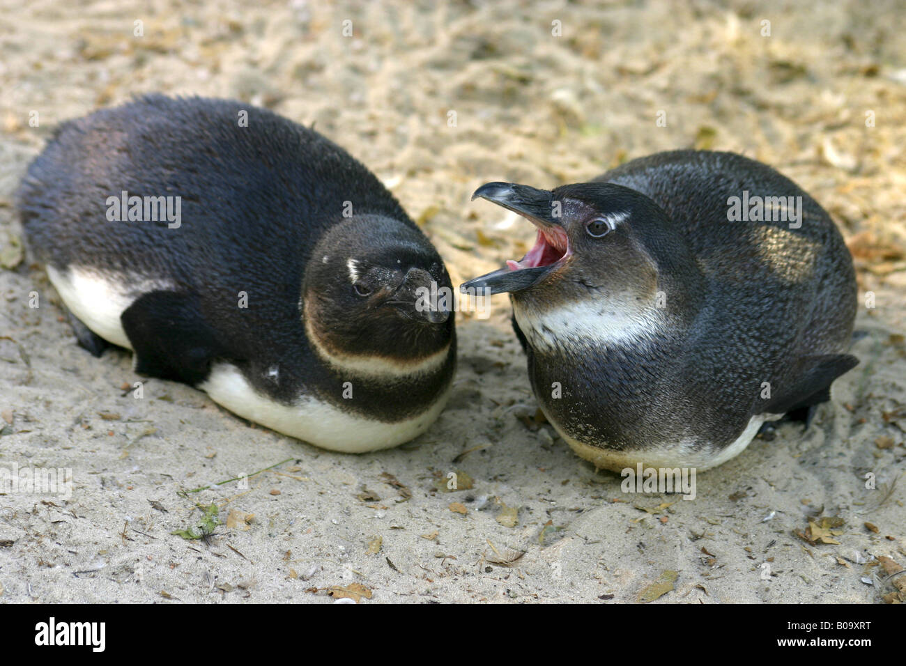 jackass penguin, African penguin, black-footed penguin (Spheniscus ...