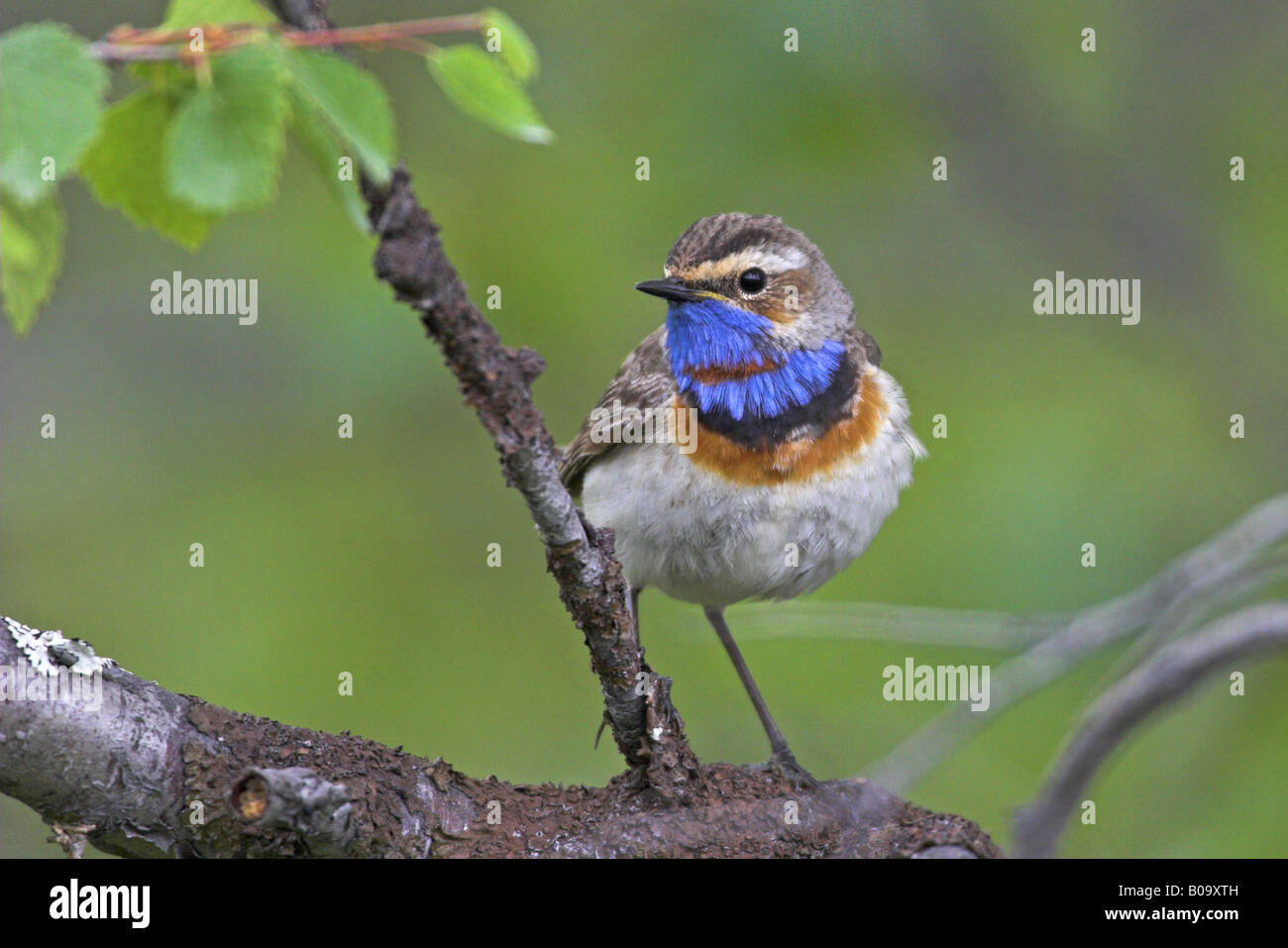 bluethroat (Luscinia svecica svecica), male, Sweden, Lapland, Abisko ...