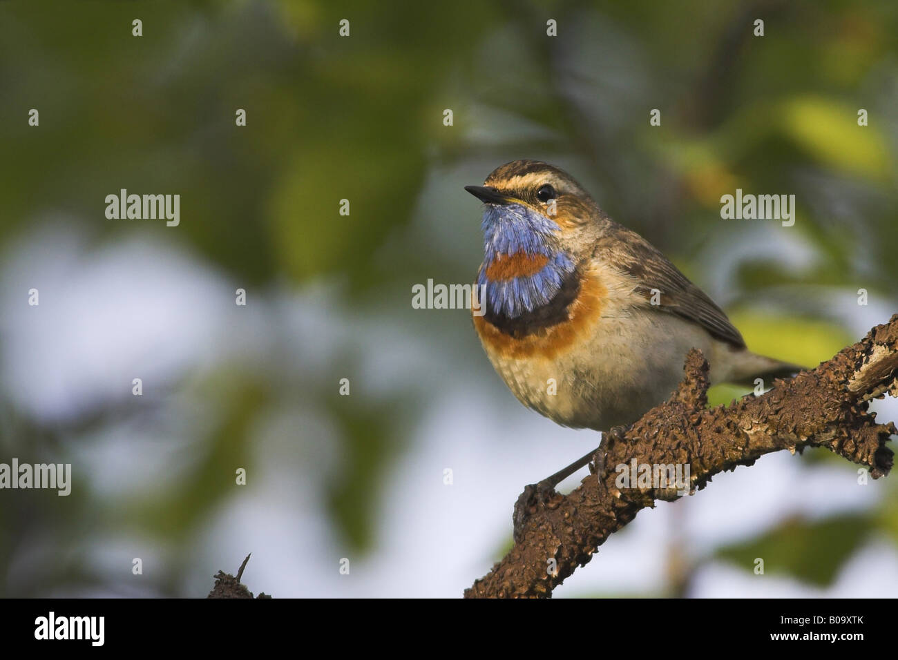 bluethroat (Luscinia svecica svecica), male, Sweden, Lapland, Abisko ...