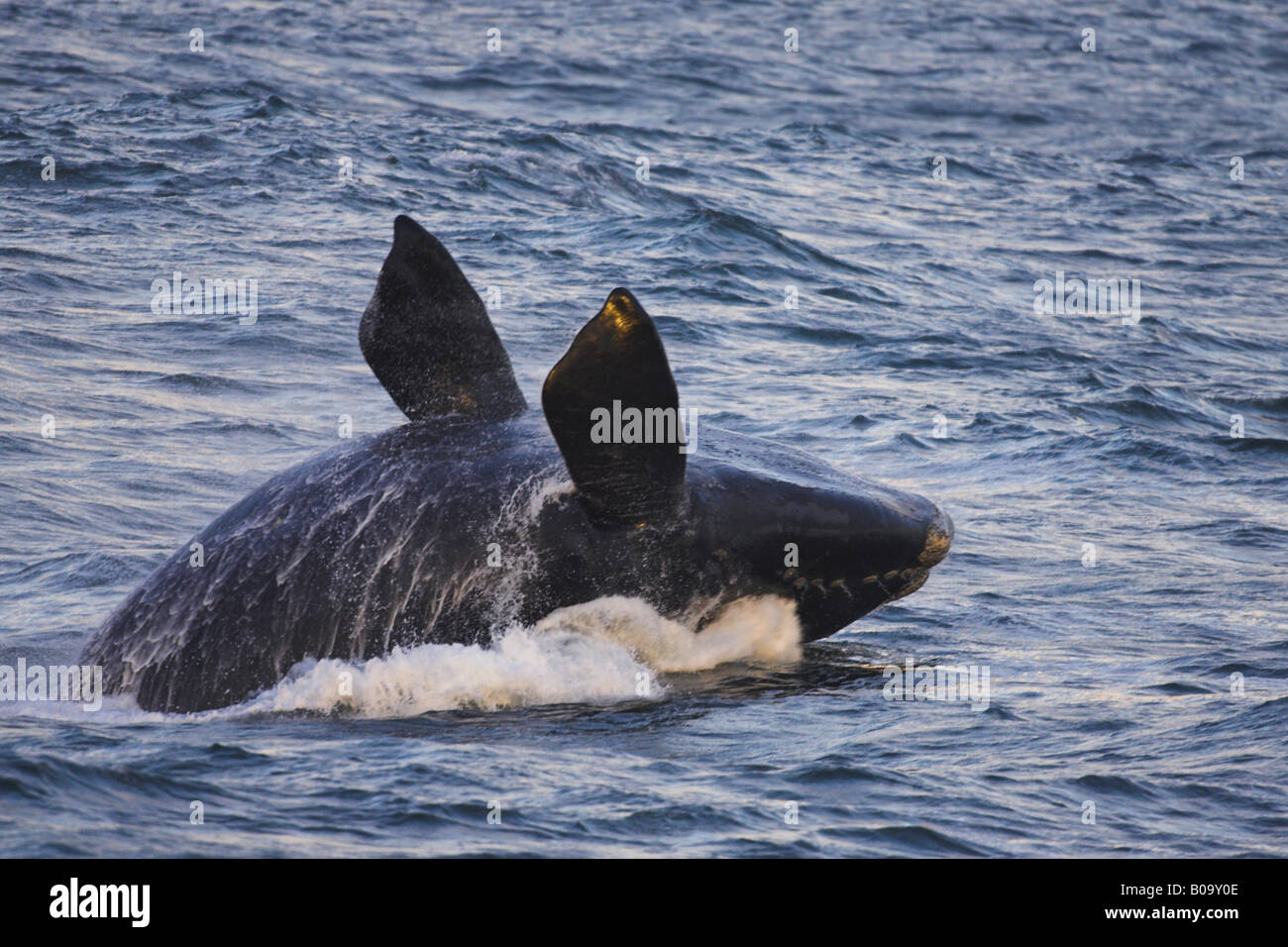 southern right whale (Eubalaena australis, Balaena glacialis australis ...