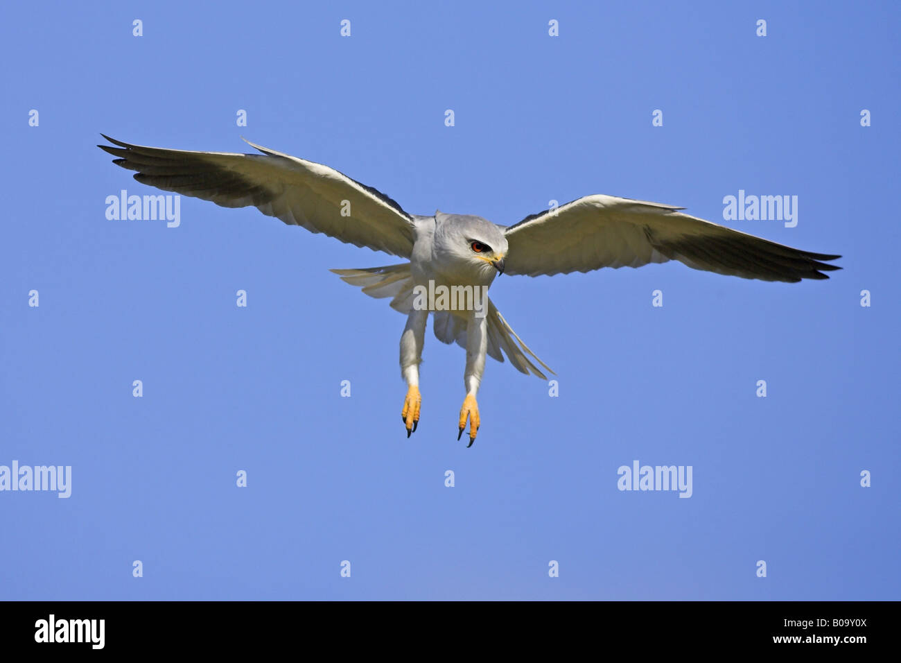 black-shouldered kite (Elanus caeruleus), flying, South Africa, Cape ...
