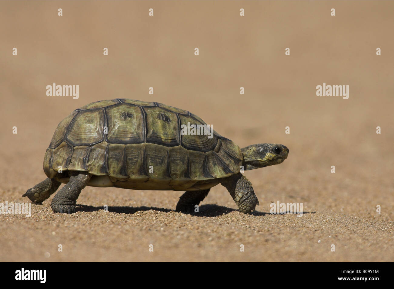 South African bowsprit tortoise (Chersina angulata), moving, South ...