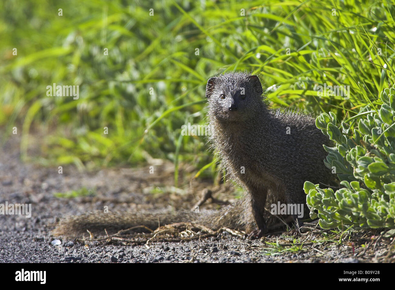 Water Mongoose Mongoose | Species & Facts | Britannica