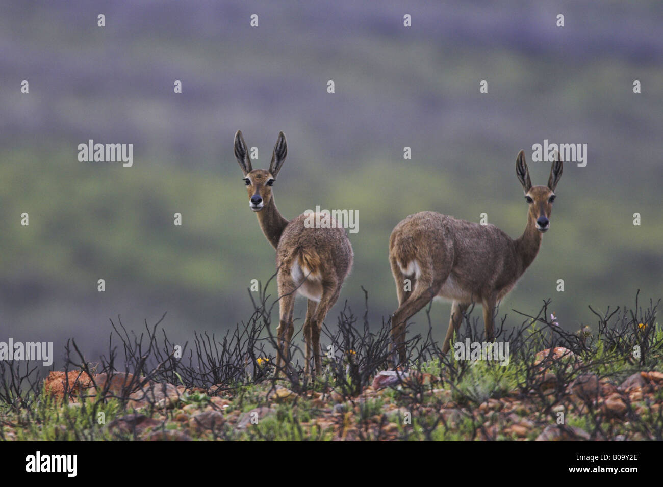 Grey rhebok hi-res stock photography and images - Alamy