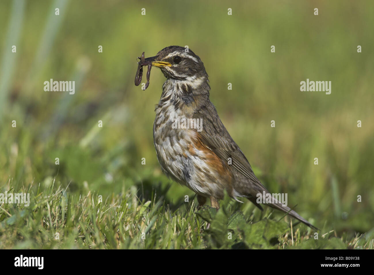 redwing (Turdus iliacus), mit earthworm in the bill, Norway, Vesteralen ...