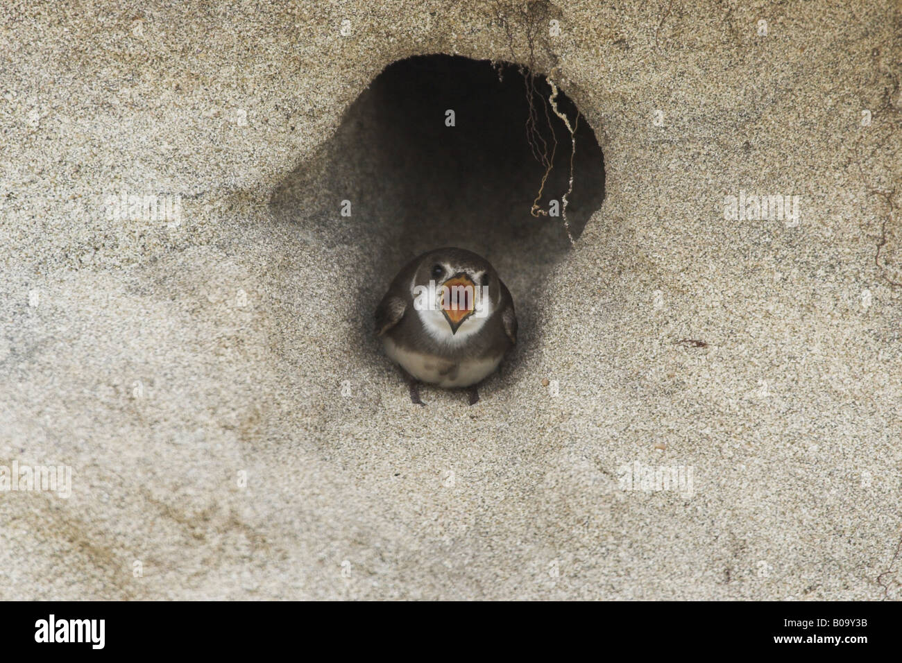 sand martin (Riparia riparia), juvenile bird is calling for food at the ...