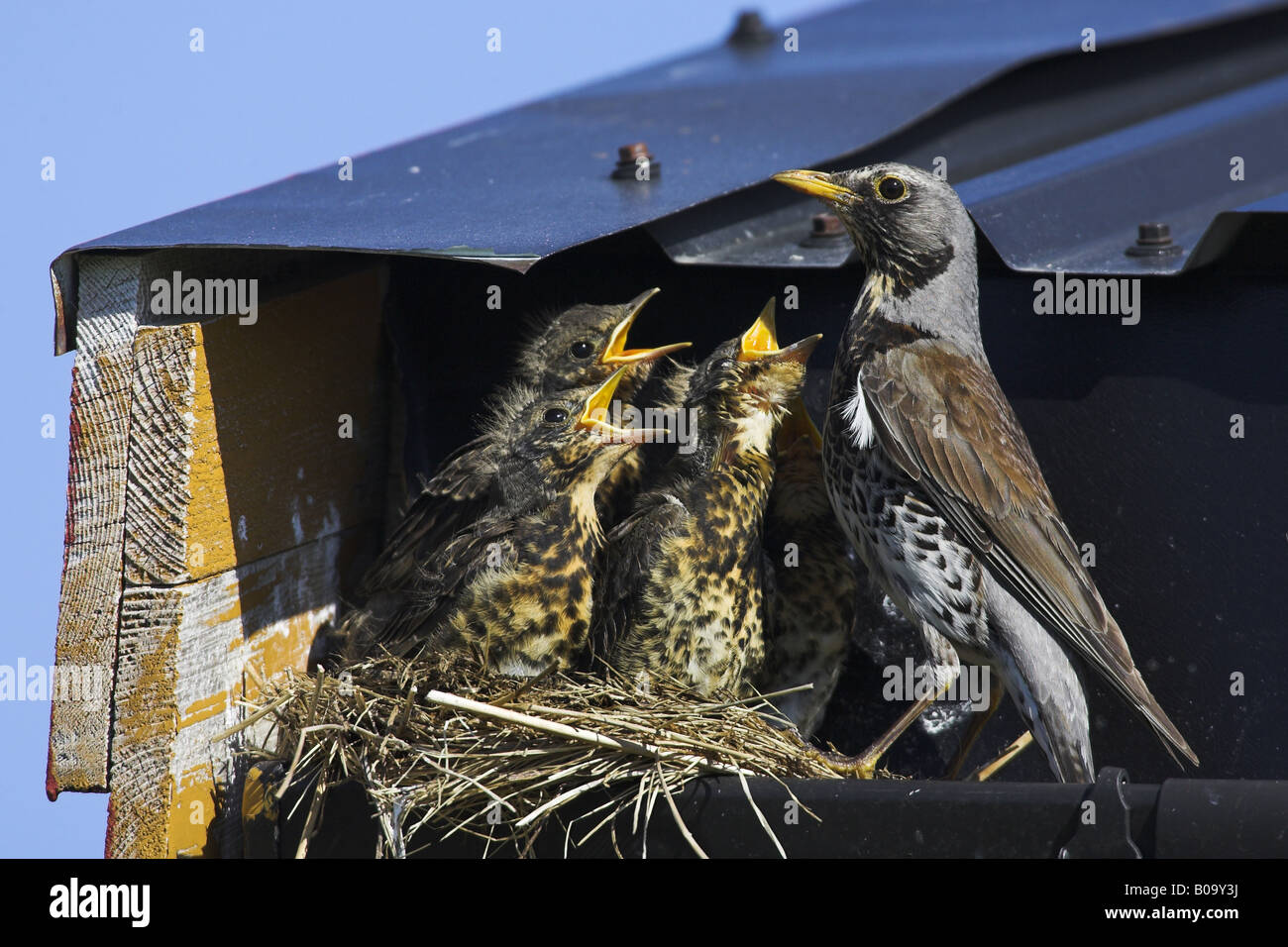 fieldfare (Turdus pilaris), feeding of nestlings, Norway, Vesteralen ...