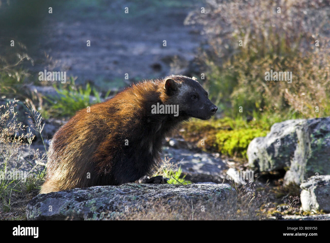 wolverine (Gulo gulo), portrait in back light, Sweden, Gaevleborgs laen ...